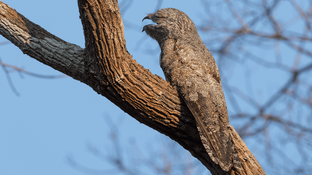 The Potoo bird may be the scariest bird you've ever seen - Discvr.blog