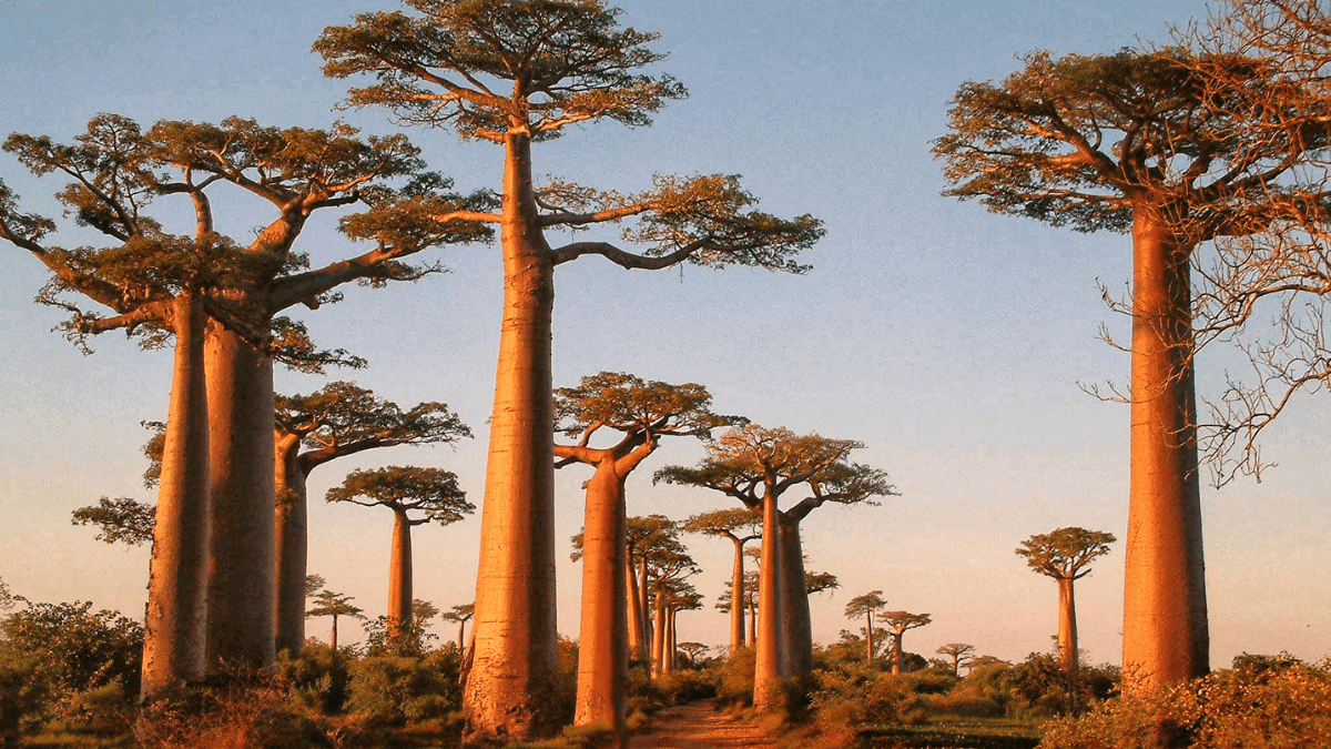The beauty of Madagascar’s giant Baobab trees - Discvr.blog