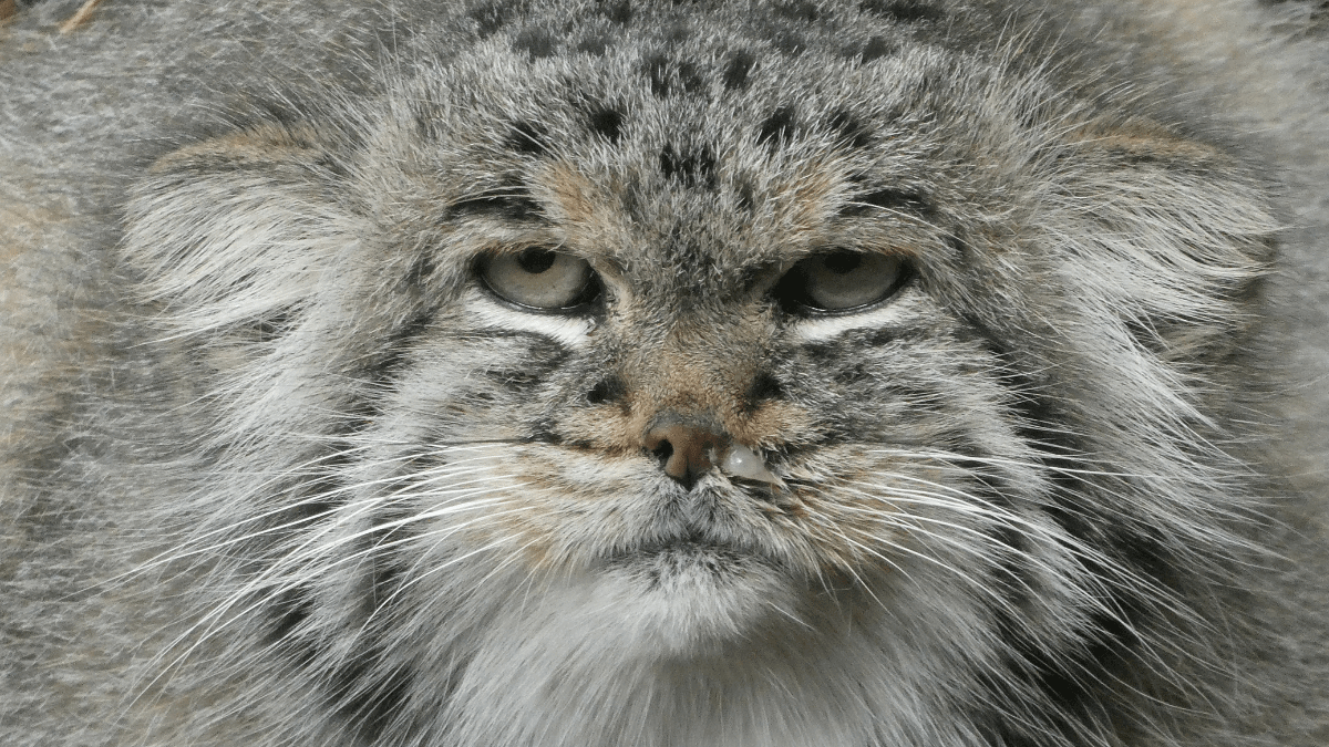 All that fur makes the Pallas's cat look like an absolute unit - Discvr ...
