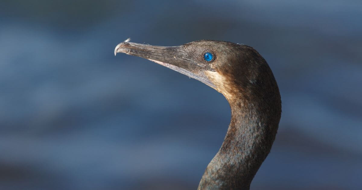 Eyes of a Brandt’s Cormorant: Unveiling the Mysteries of Avian Vision ...