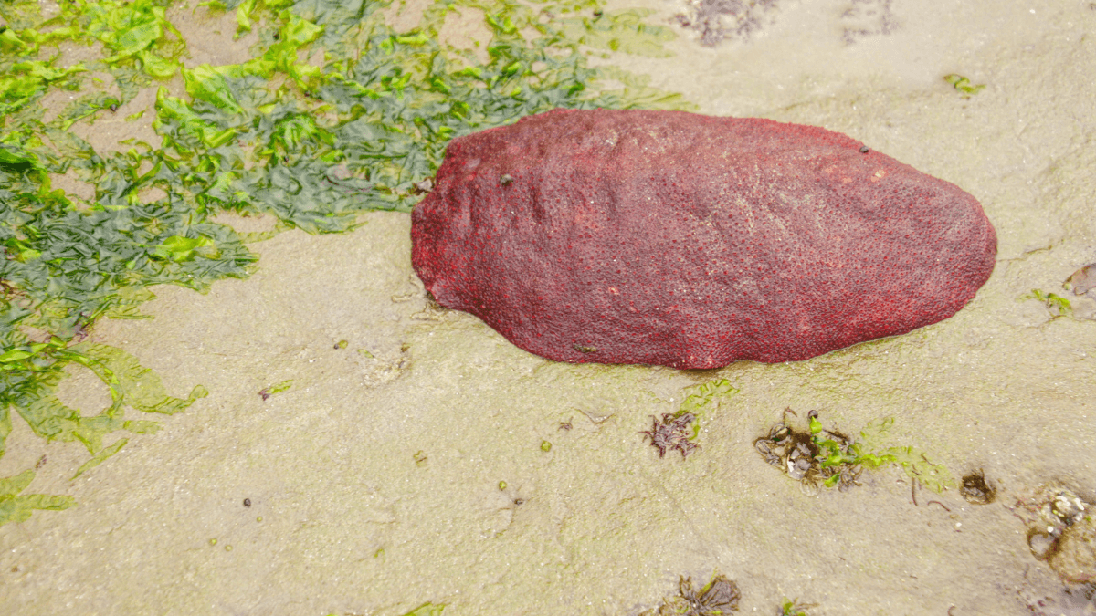 Discover the Gumboot Chiton: Secrets of Its Armored Shell | Discvr.blog