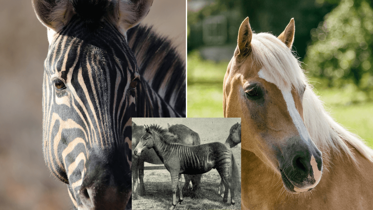 Meet the Zorse: A Fascinating Hybrid and Its Distinct Sounds | Discvr.blog
