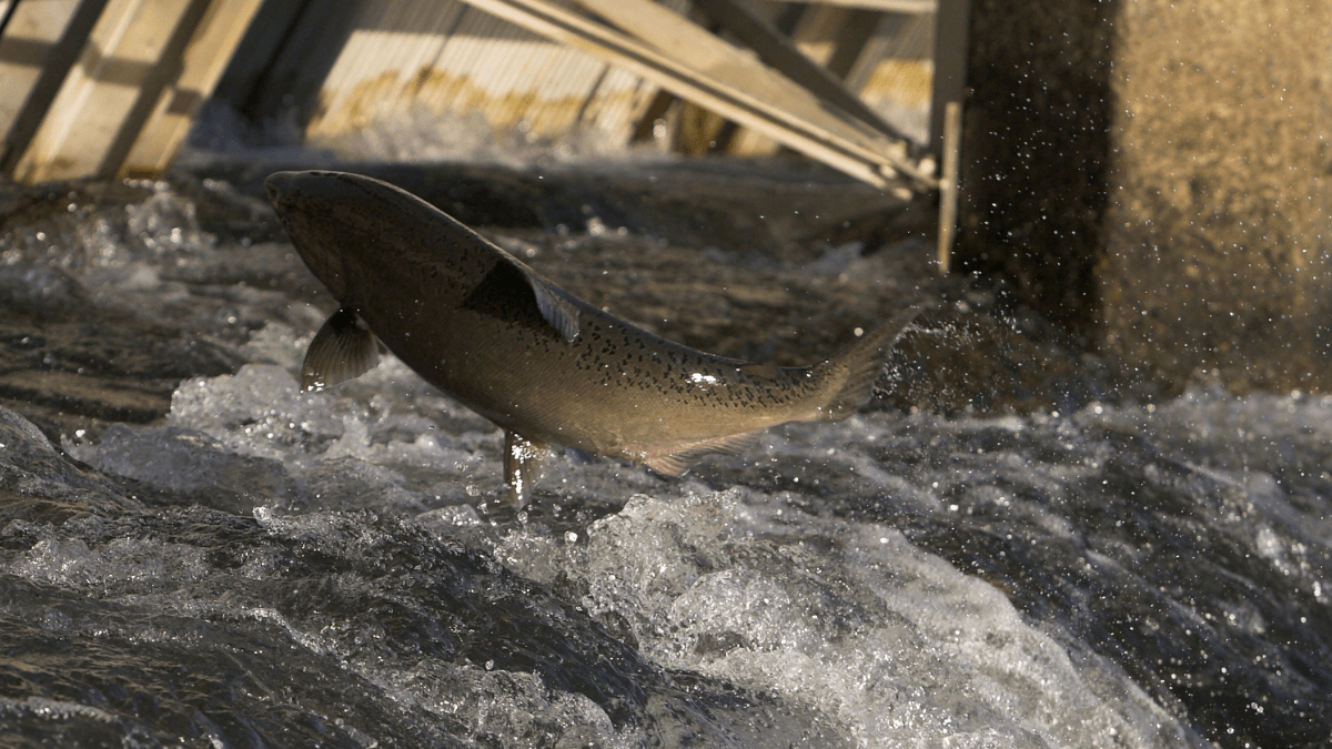 Tesla technology meets nature: Fish ladders unlock the flow | Discvr.blog