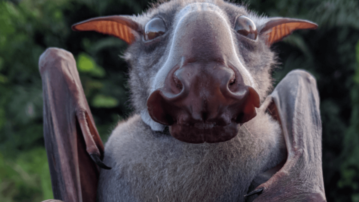 Discvr.blog Digging the world's artifacts Animals