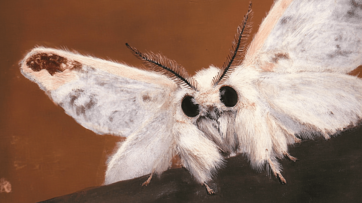 The Venezuelan Poodle Moth Hoax: How a Single Photo Fooled the Internet ...
