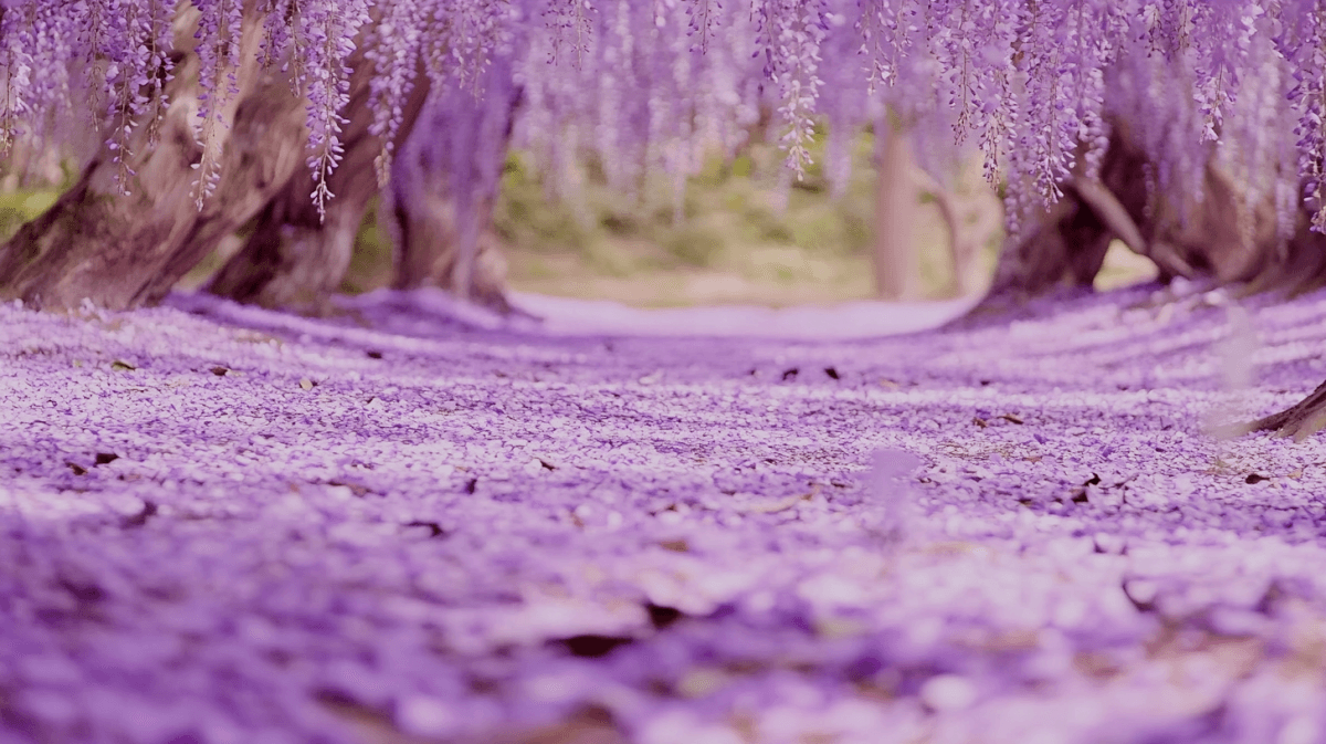 7 Stunning Wisteria Gardens to Visit in Japan