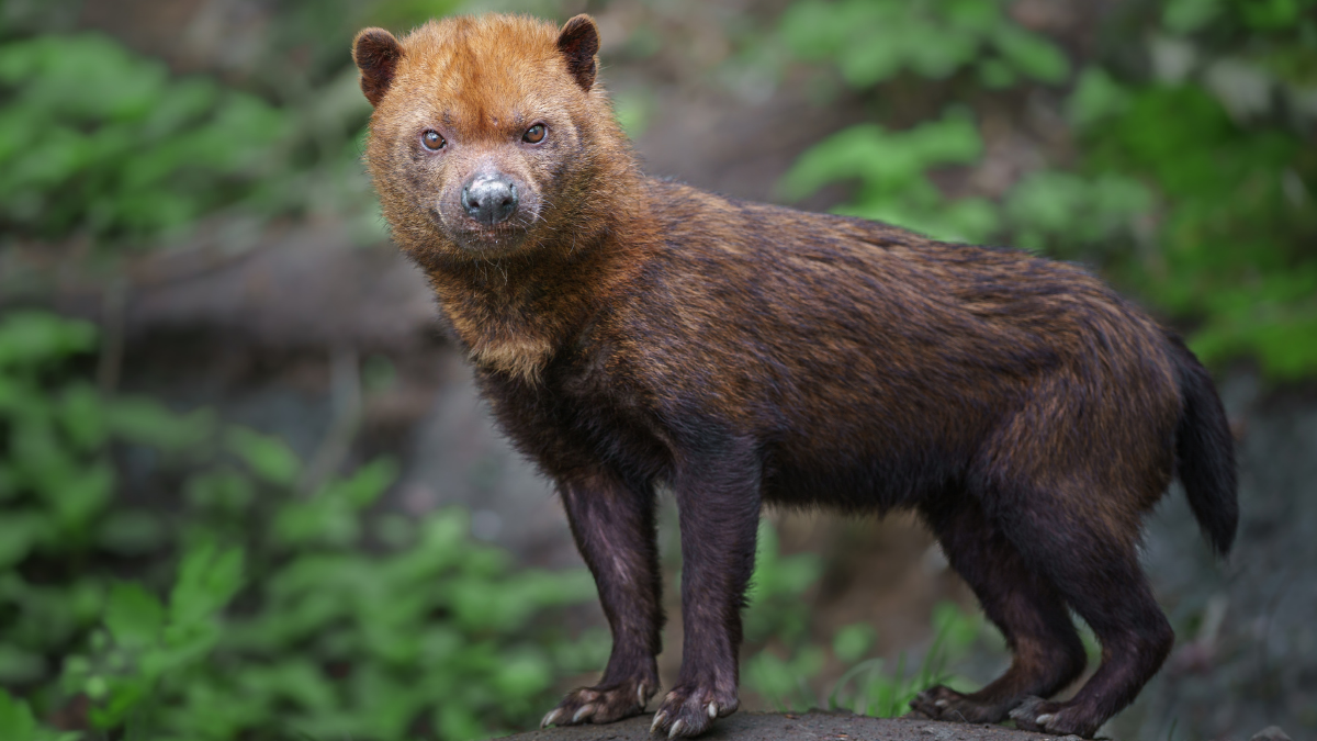 The Extraordinary Bush Dog: A Rare Predator of the Americas