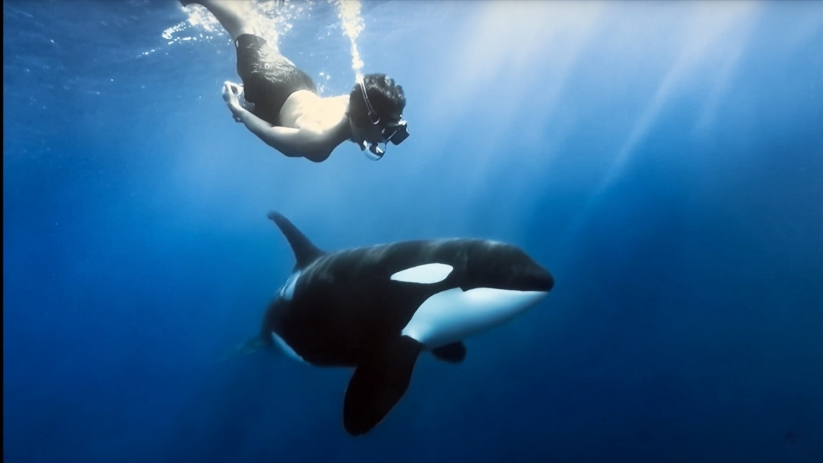 Why Orcas Choose Not to Attack Humans: A Fascinating Insight